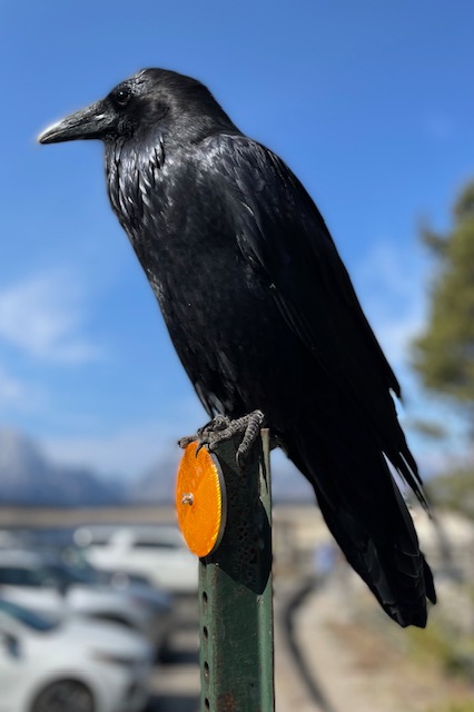 WHAT THE RAVENS TAUGHT ME: A MESSAGE OF HOPE – Revelations About Israel ...